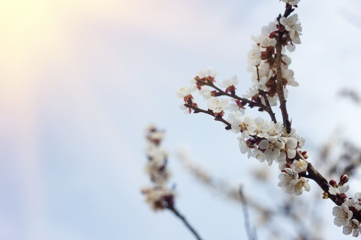 Li Chun 2023: When To Deposit Money According To Your Zodiac Sign